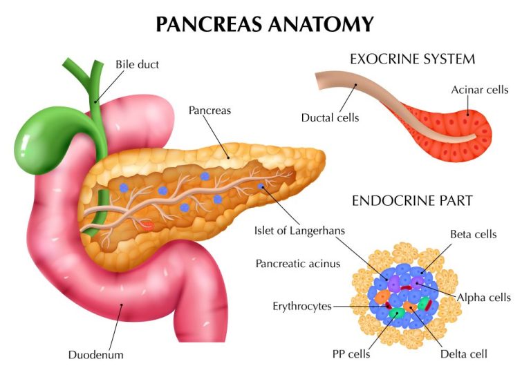 Understanding the Symptoms and Treatments to Pancreatic Cancer | Omega ...