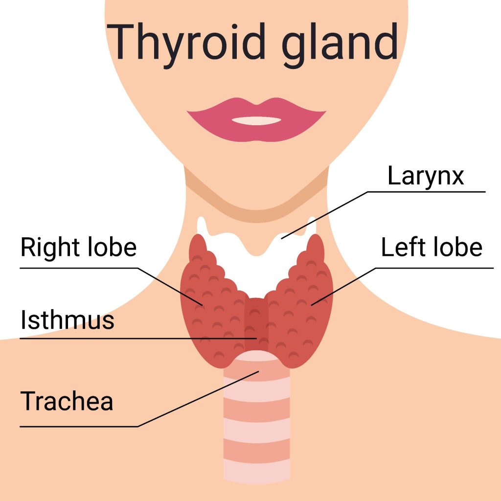 Thyroid Awareness Month 2024: Spreading Knowledge and Support