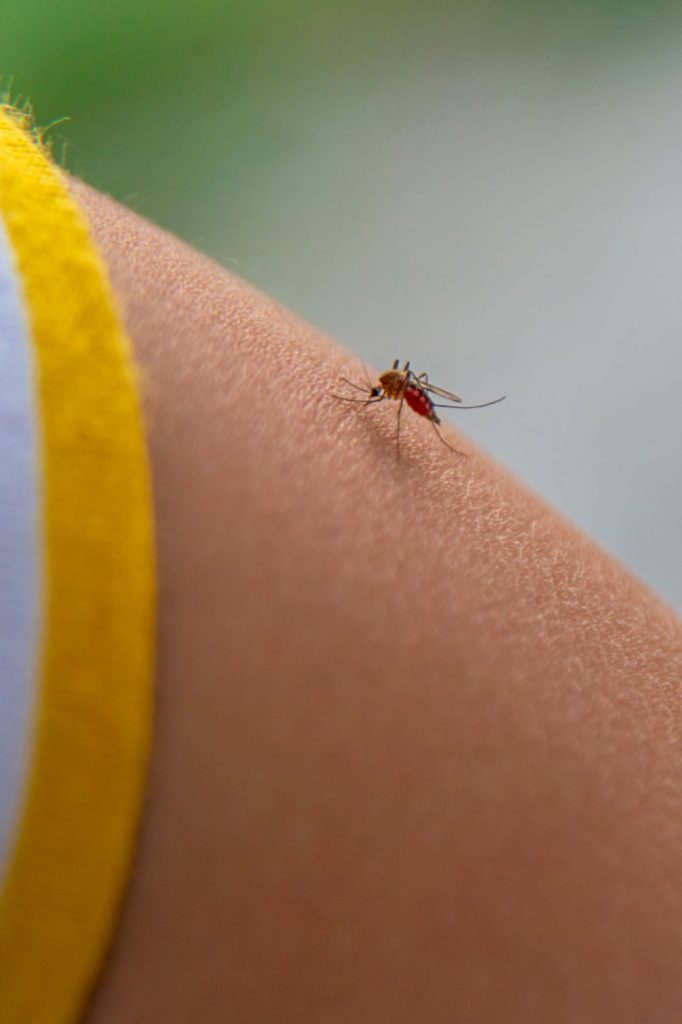 Chikungunya Explained: What You Need to Know About This Viral Disease