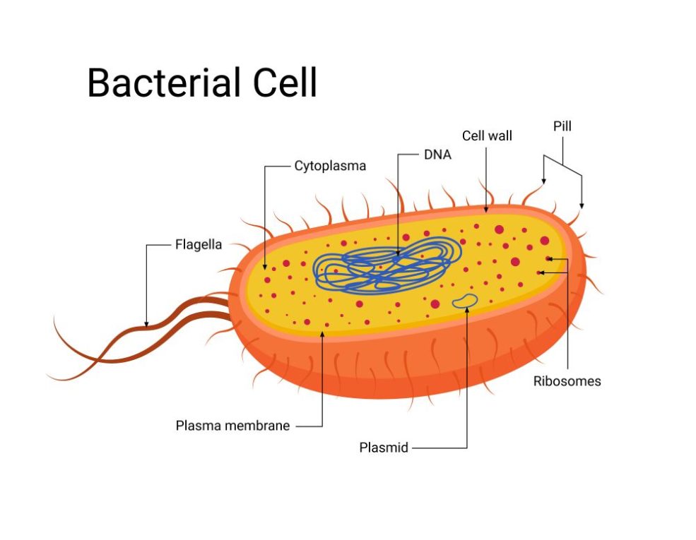 Understanding Typhoid: Causes, Symptoms, Prevention, and Treatment