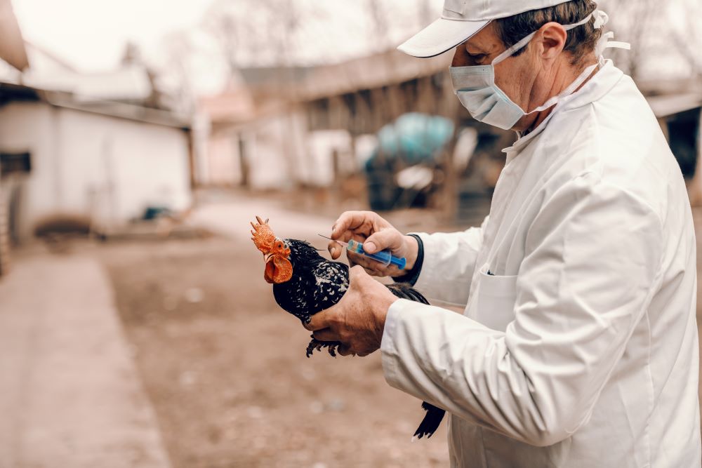 Bird Flu (Avian Influenza): Causes, Symptoms and Prevention