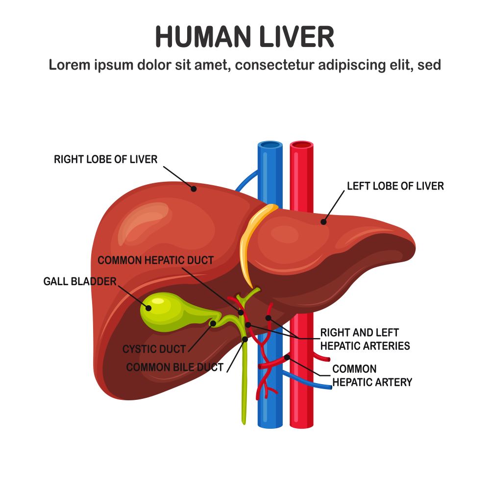 Liver Cirrhosis: Causes, Symptoms, Diagnosis & Treatment