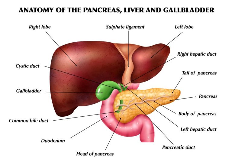 Liver Function Tests Explained: Purpose, Types & Key Insights