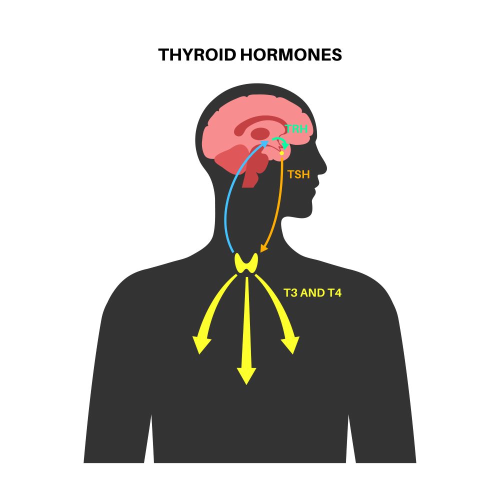 Hyperthyroidism: Symptoms, Causes, and Treatment