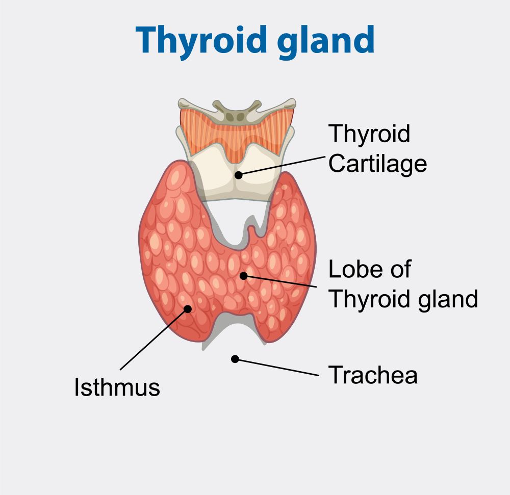 Understanding Hypothyroidism: Symptoms, Causes, and Prevention Tips