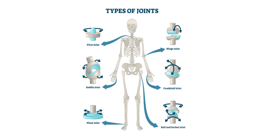Joint Health 101: Understanding How Your Bones and Joints Work Together ...
